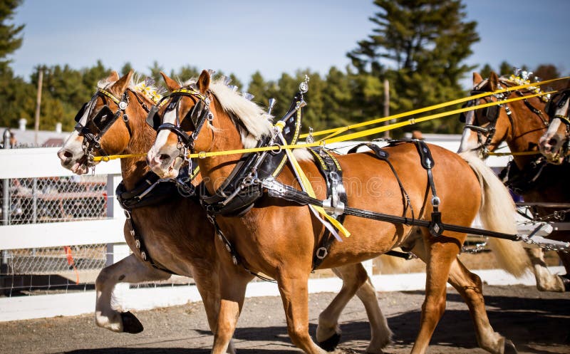 Team of horses stock image. Image of action, horse, strong - 67343987