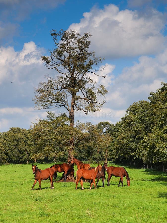 Team of Horses in a Meadow stock image. Image of livestock - 34935373