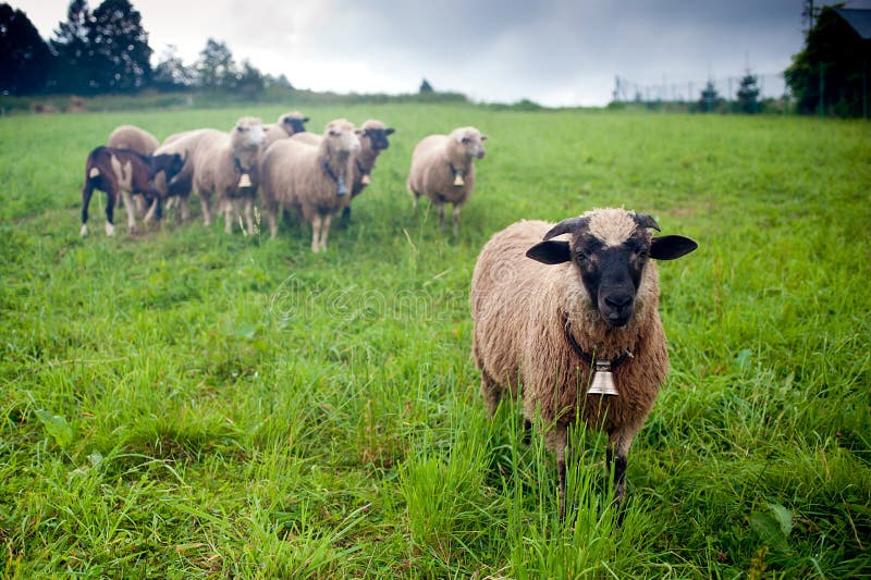 Team leader stock image. Image of husbandry, team, animal - 26390057