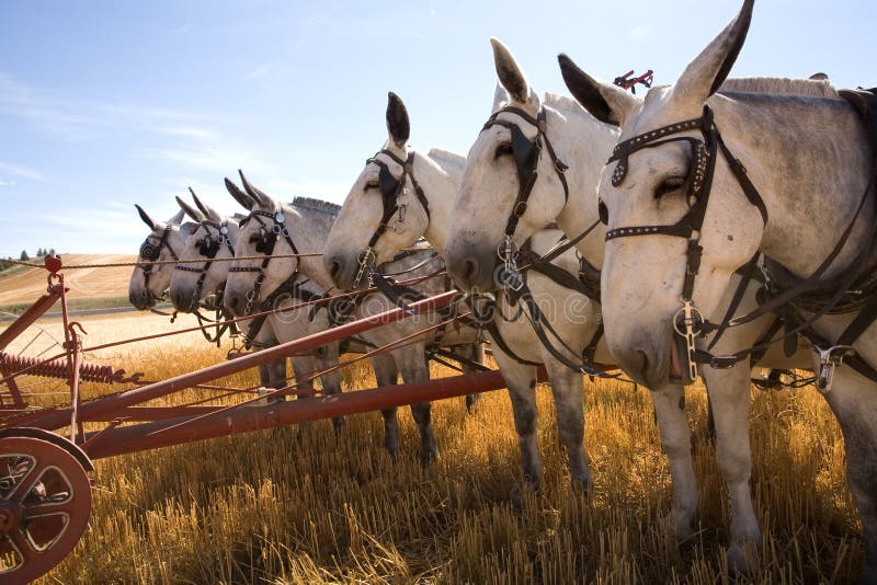 Team Of Six Mules Pulling Wagon Stock Image - Image of horse ...