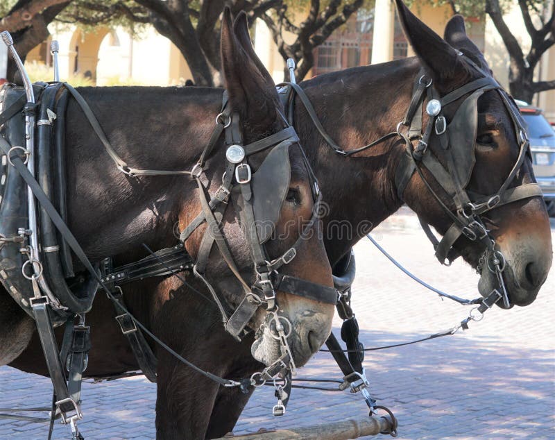 Team of Six Mules Pulling Wagon Stock Image - Image of horse ...