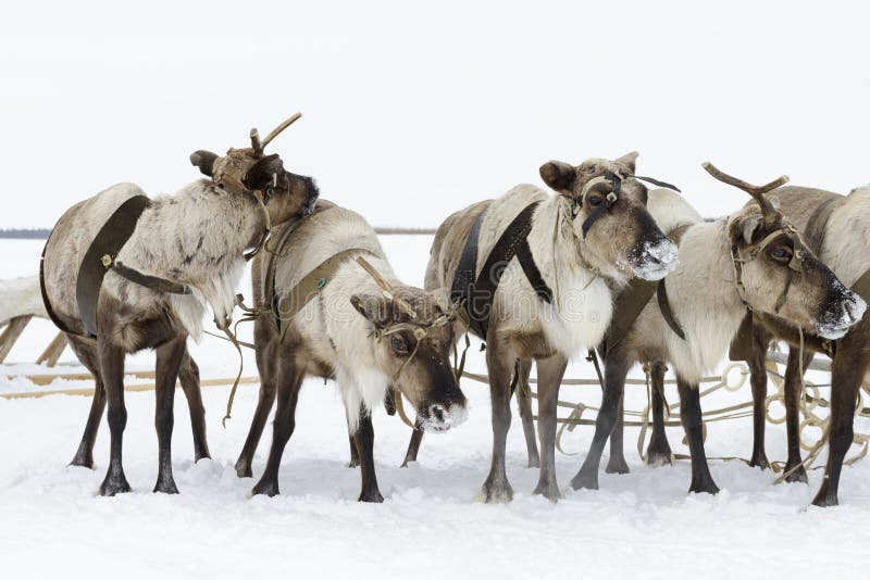 Team of northern deer stock image. Image of herders, team - 53300547