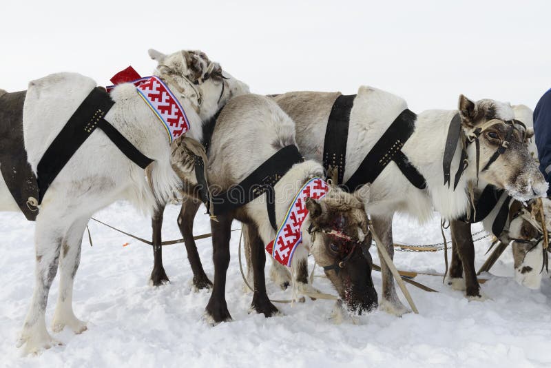 Team of northern deer stock image. Image of domesticated - 53300579