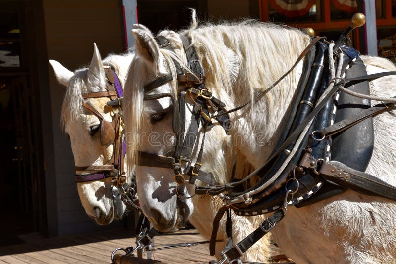 Percheron Team Stock Photos - Free & Royalty-Free Stock Photos from ...