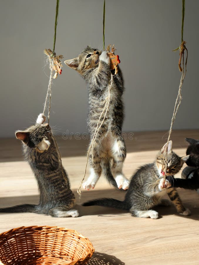 Funny Baby Cat Hanging Rope Stock Photos - Free & Royalty-Free Stock ...