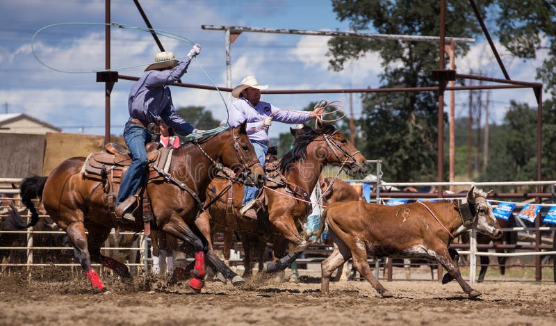 Team Roping immagine stock editoriale. Immagine di california - 63063339