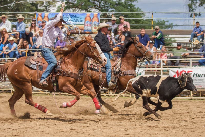 Team Roping fotografia stock editoriale. Immagine di sporcizia - 72331378