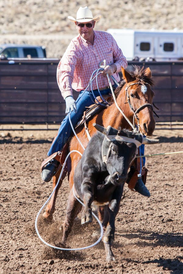 Team Roping Competition foto editorial. Imagen de vaca - 71721801