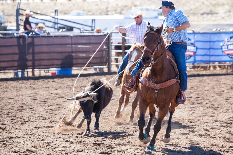 Team Roping Competition foto editorial. Imagen de vaca - 71721801