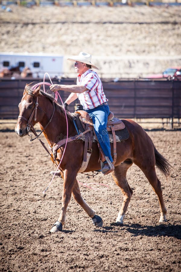 Team Roping Competition imagen de archivo editorial. Imagen de rural ...