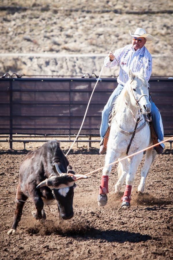 Team Roping Competition foto editorial. Imagem de rural - 71724111
