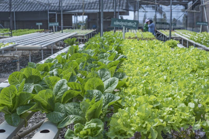 A Team of Scientists Analyzes Plants on Vegetable Trays. Hydroponics ...