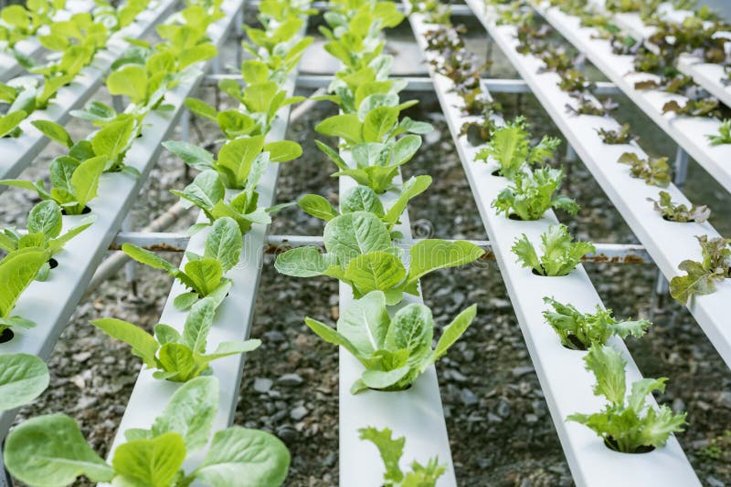 A Team of Scientists Analyzes Plants on Vegetable Trays. Hydroponics ...