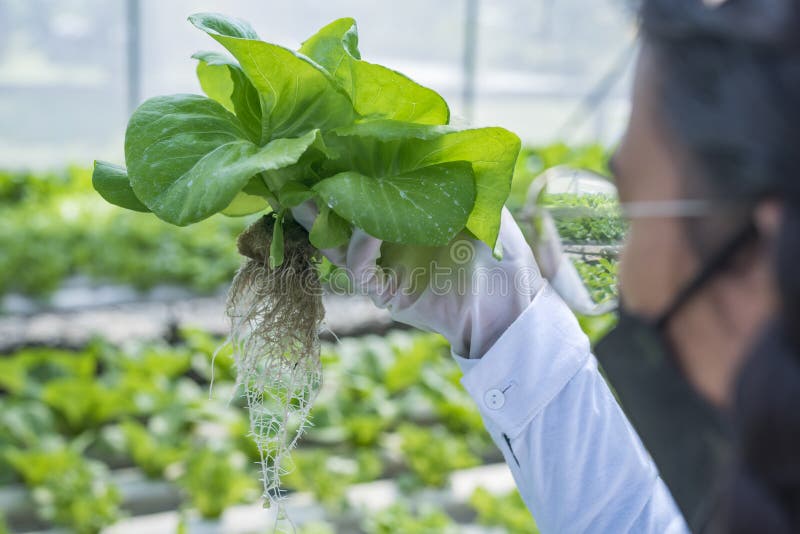 A Team of Scientists Analyzes Plants on Vegetable Trays. Hydroponics ...
