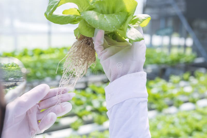 A Team of Scientists Analyzes Plants on Vegetable Trays. Hydroponics ...