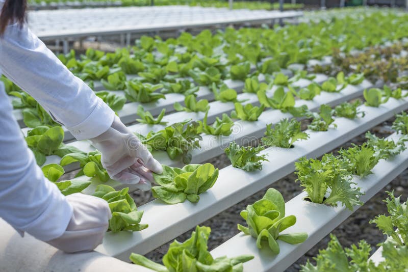 A Team of Scientists Analyzes Plants on Vegetable Trays. Hydroponics ...