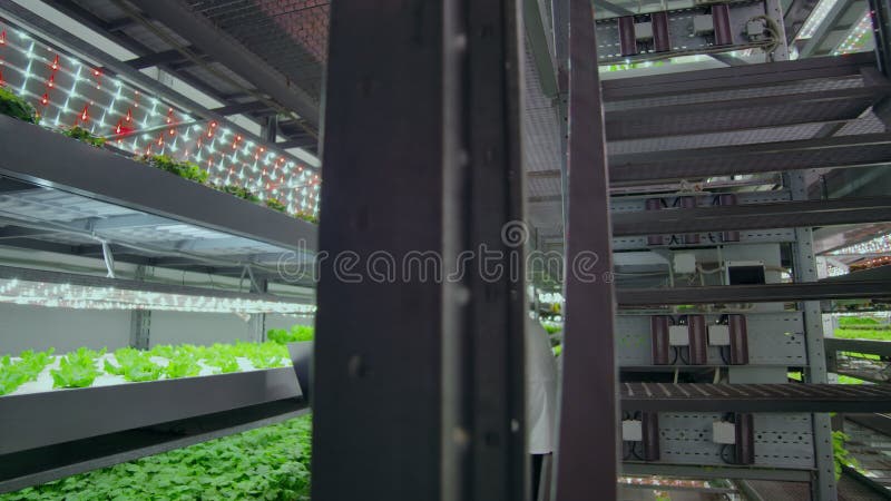 A Team of Scientists Explores Vegetables Grown in Vertical Farms Using ...