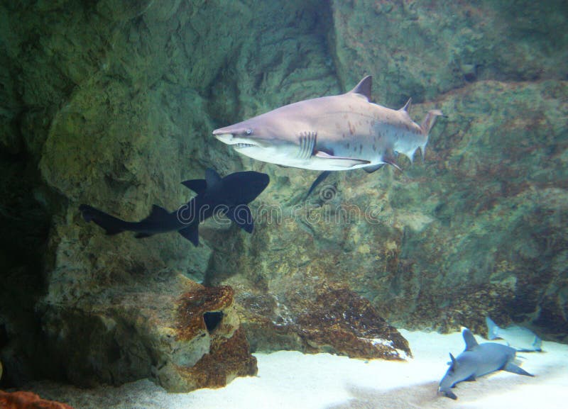 Shark Picture. Image: 4628837