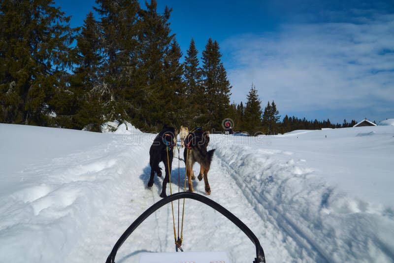 Team of Sled Dogs are Pulling a Sled through a Snow Covered Landscape ...
