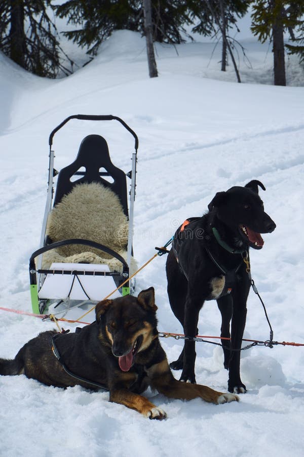 Team of Sled Dogs are Pulling a Sled through a Snow Covered Landscape ...