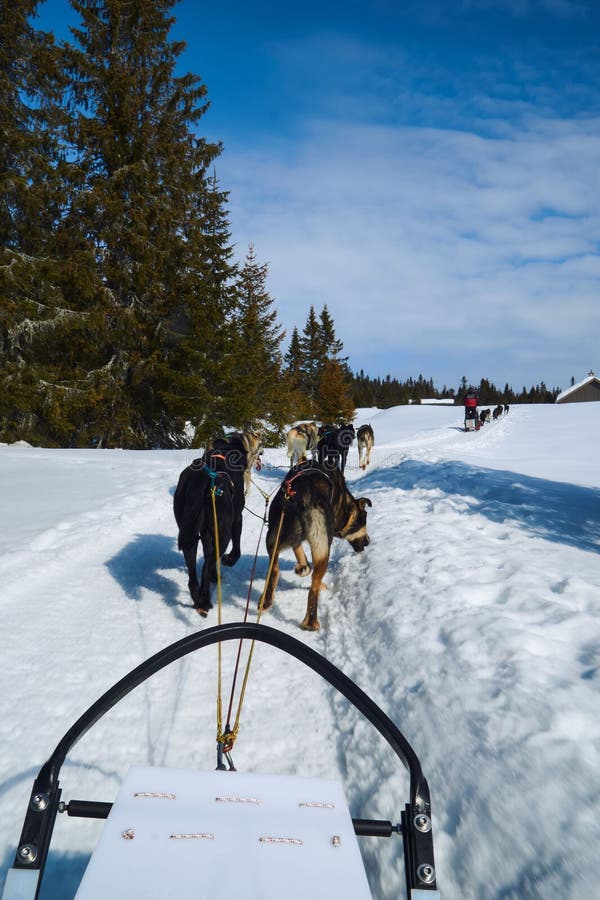 Team of Sled Dogs are Pulling a Sled through a Snow Covered Landscape ...