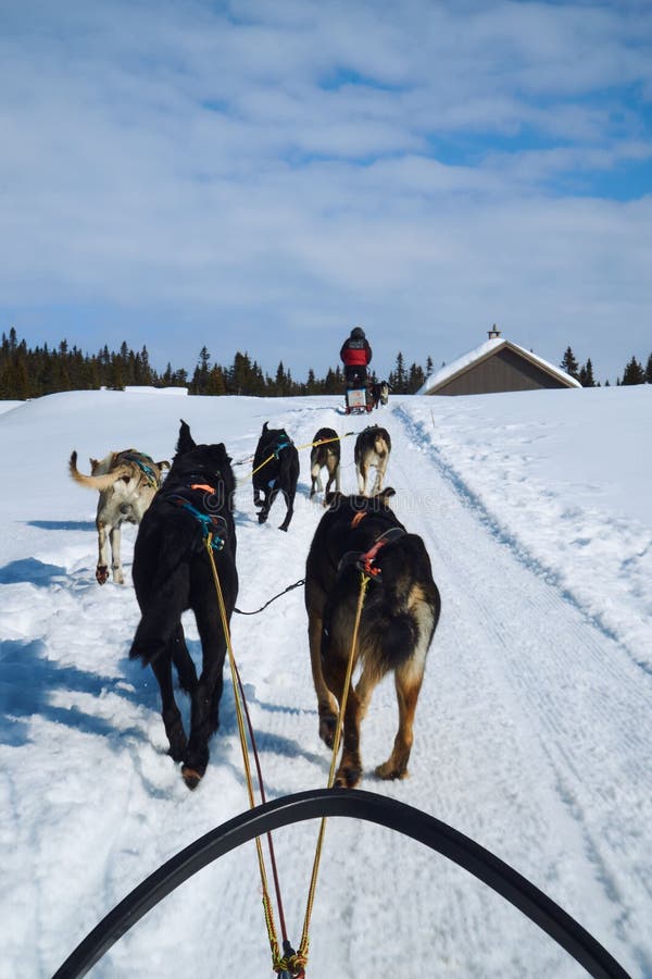 Team of Sled Dogs are Pulling a Sled through a Snow Covered Landscape ...