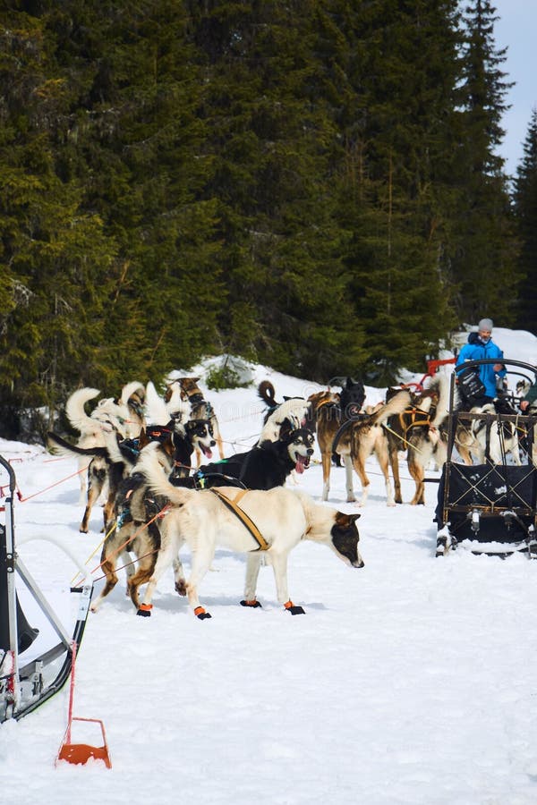 Team of Sled Dogs are Pulling a Sled through a Snow Covered Landscape ...