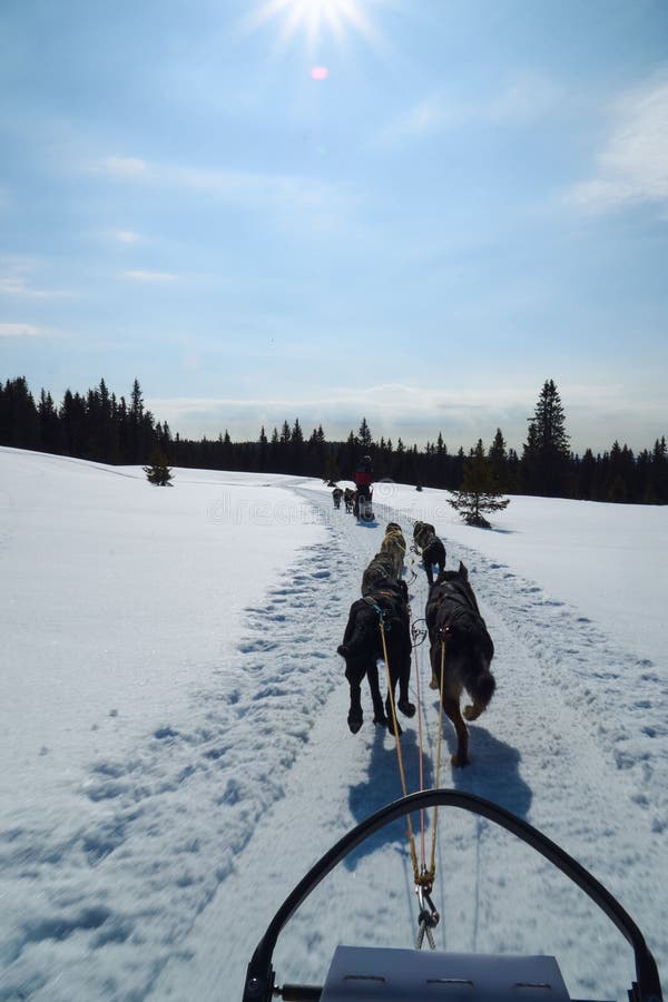Team of Sled Dogs are Pulling a Sled through a Snow Covered Landscape ...