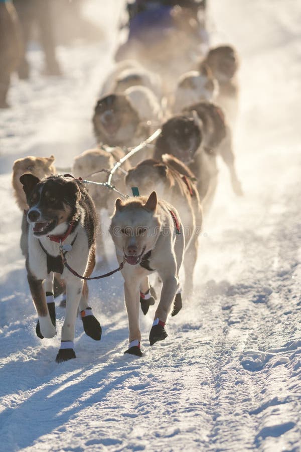 Dog team pulling sled stock photo. Image of canine, active - 18295494