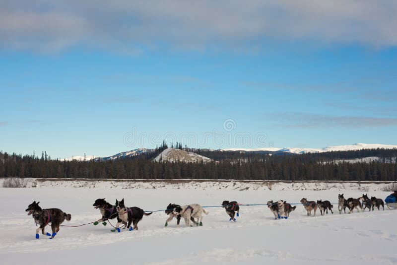 Dog team pulling sled stock photo. Image of canine, active - 18295494