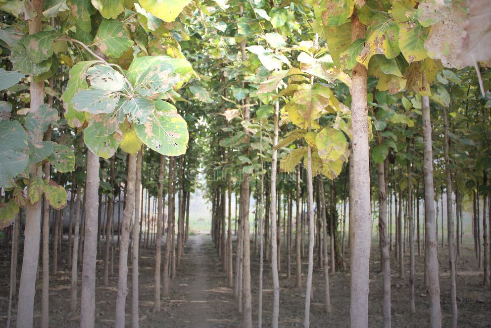 Team tree in the forest stock image. Image of tree, forest - 168483959