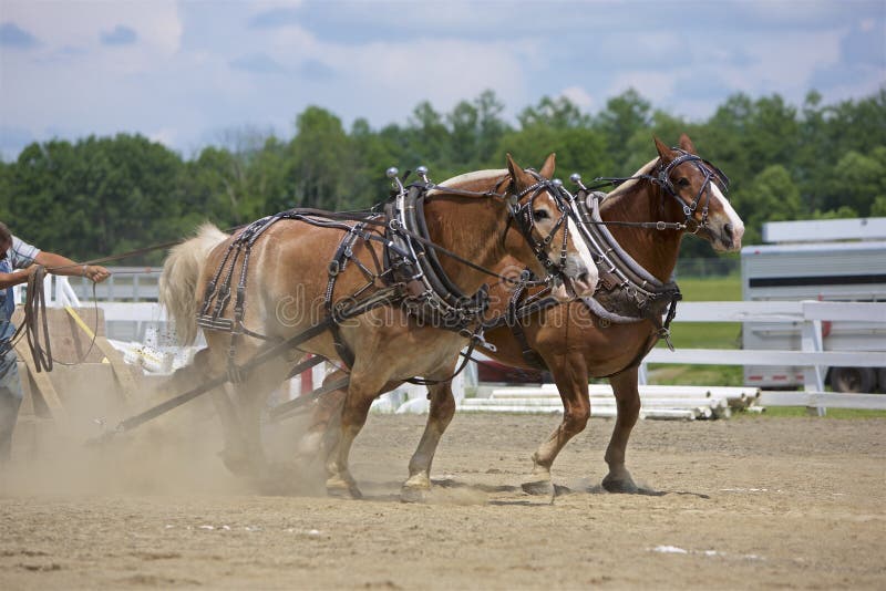 Belgian Draft Horse Pulling Heavy Load Stock Photos - Free & Royalty ...