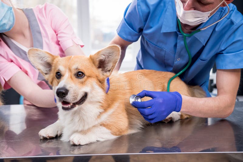 A Team of Veterinarians Examines a Sick Corgi Dog Using an Stethoscope ...