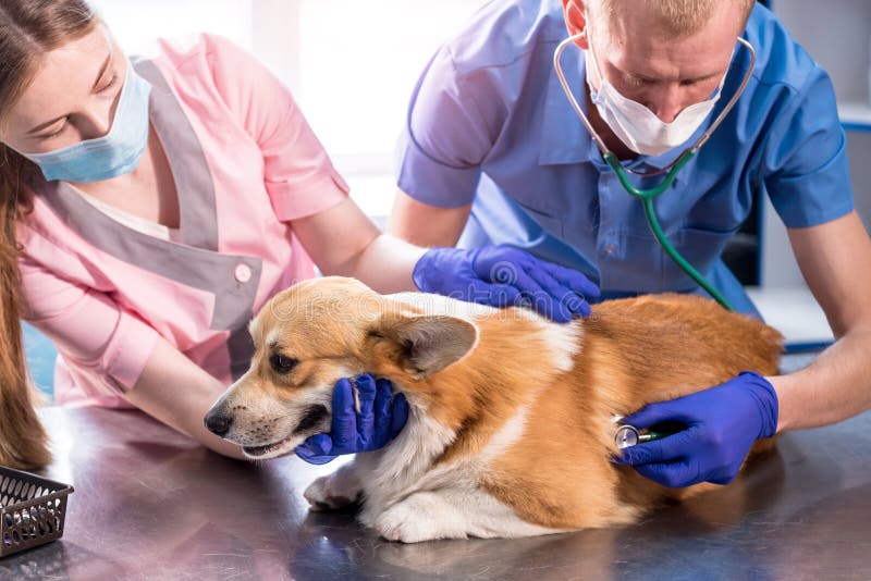 Veterinarian Examines the Ears of a Sick Corgi Dog Stock Image - Image ...