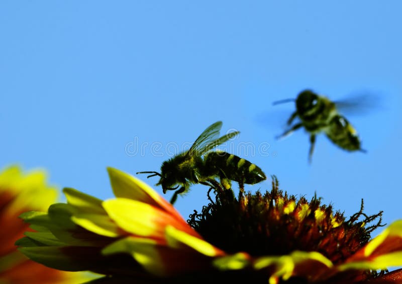 Bees - team work stock photo. Image of flora, group, insect - 83650