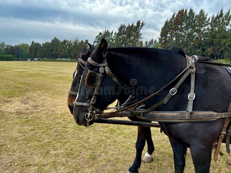 Team of horses in harness stock photo. Image of carry - 246118078