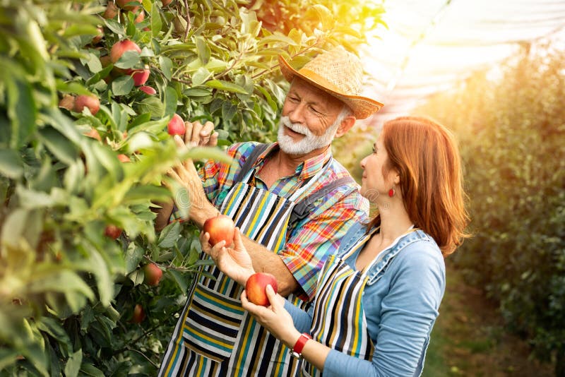 Team Working on Organic Fruit Plantation Stock Image - Image of healthy ...