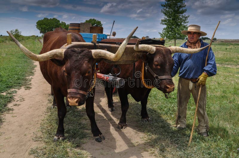 635 Oxen Pulling Stock Photos - Free & Royalty-Free Stock Photos from ...