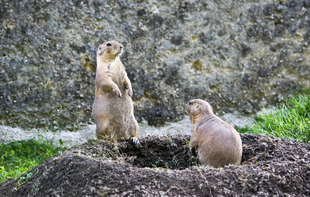 Teamwork stock photo. Image of sentinel, teamwork, predators - 12560966
