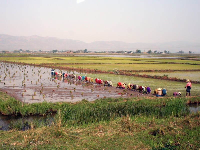 Teamwork 3 stock image. Image of woman, green, tree, water - 6826955