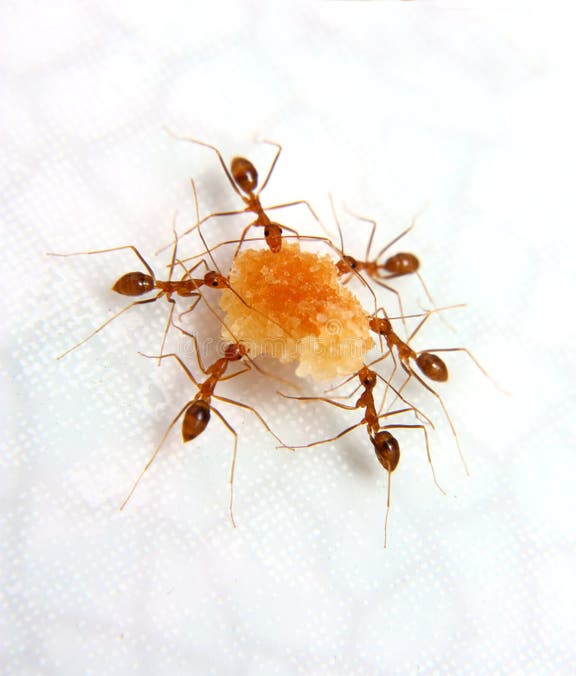 Teamwork stock photo. Image of team, sugar, moving, teamwork - 5591278