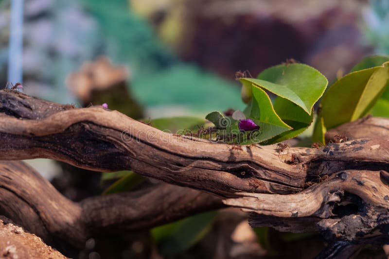 Teamwork at the ant farm stock image. Image of branches - 271346367
