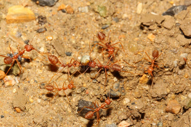 Teamwork ant stock photo. Image of working, cooperation - 44626848