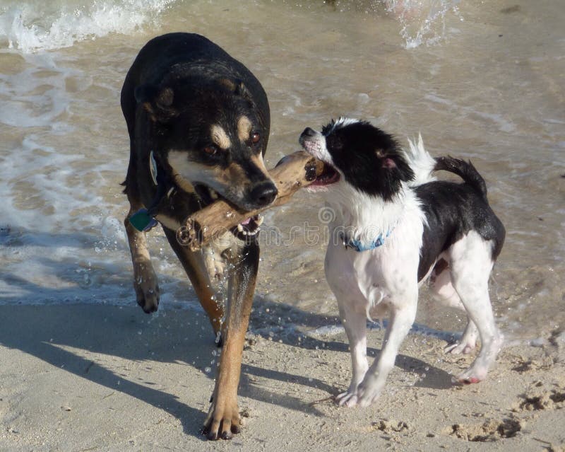 Teamwork at beach stock photo. Image of rescue, help - 48120728