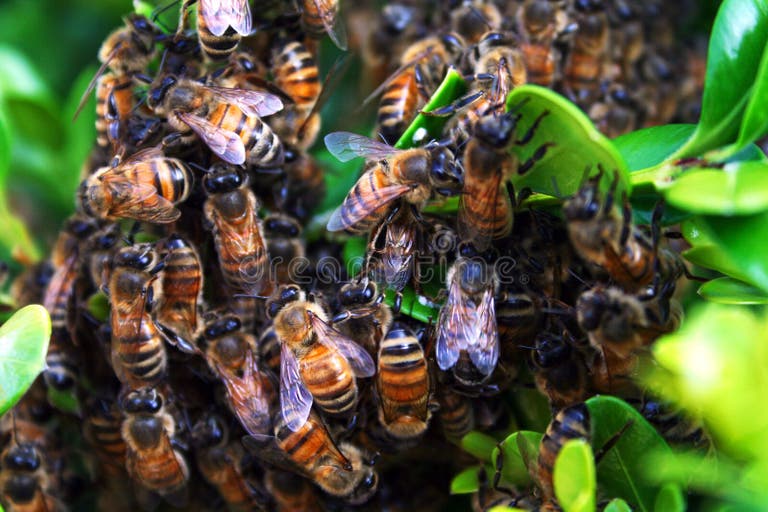 3,025 Teamwork Bees Stock Photos - Free & Royalty-Free Stock Photos ...