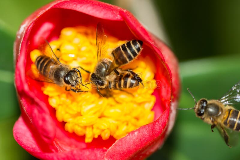 Teamwork of bees stock photo. Image of cooperate, freshness - 68325940