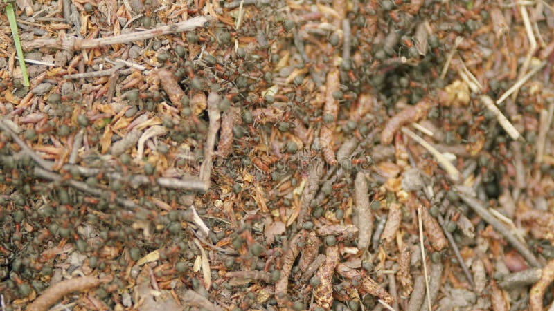 Teamwork Concept Anthill Lifestyle in the Forest. Ant Colony Moving ...