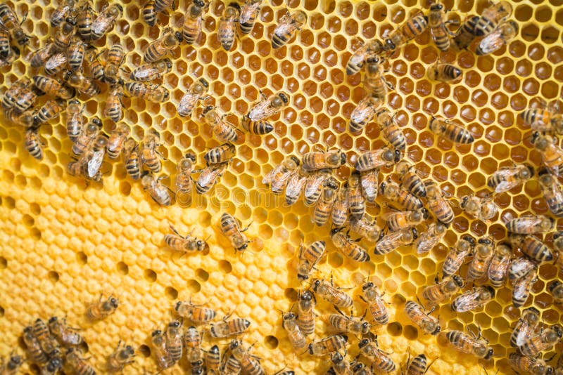 Teamwork Of Bees Bridging The Gap Stock Image - Image of togetherness ...