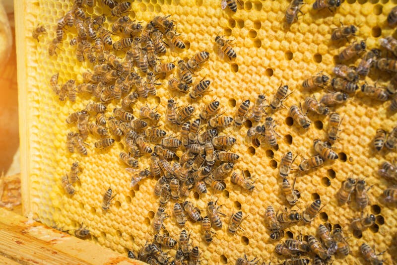 Teamwork Of Bees Bridge A Gap Of Two Bee Swarm Parts. Stock Image ...