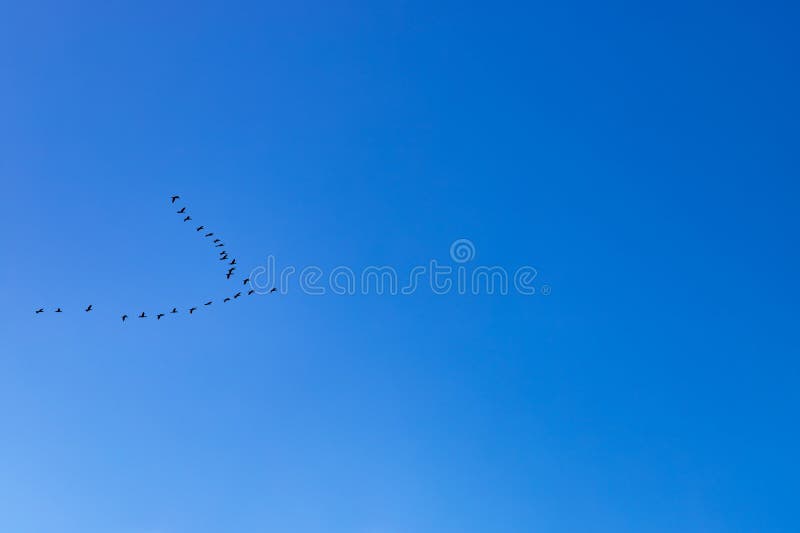 Teamwork of flying birds. stock photo. Image of formation - 323529274